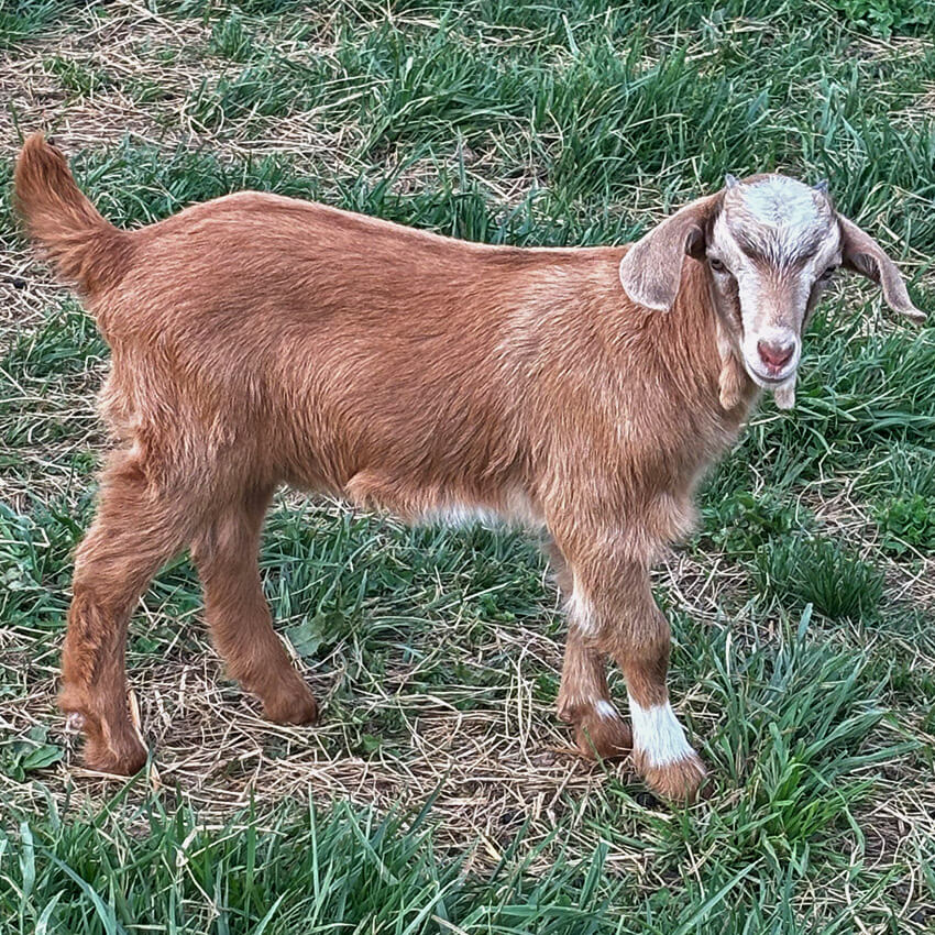 Shop For Does - Sassy Mountain Kikos