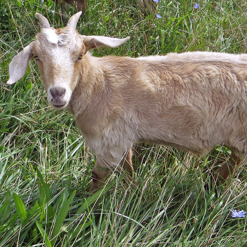 Our Purebred Pedigree Kiko Goats | Sassy Mountain Kikos