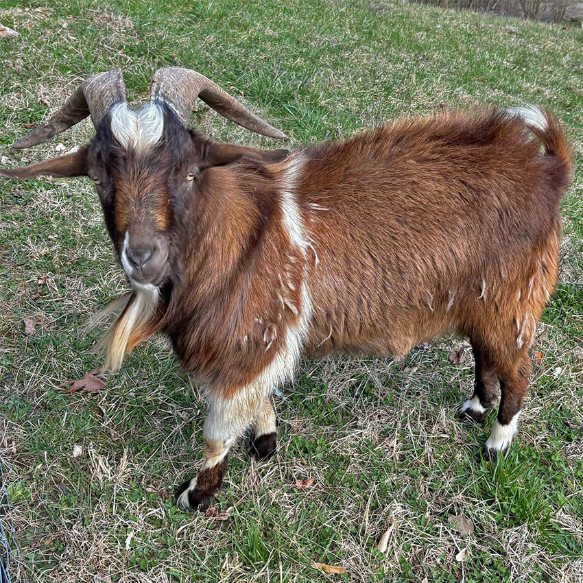 Our Purebred Pedigree Kiko Goats | Sassy Mountain Kikos