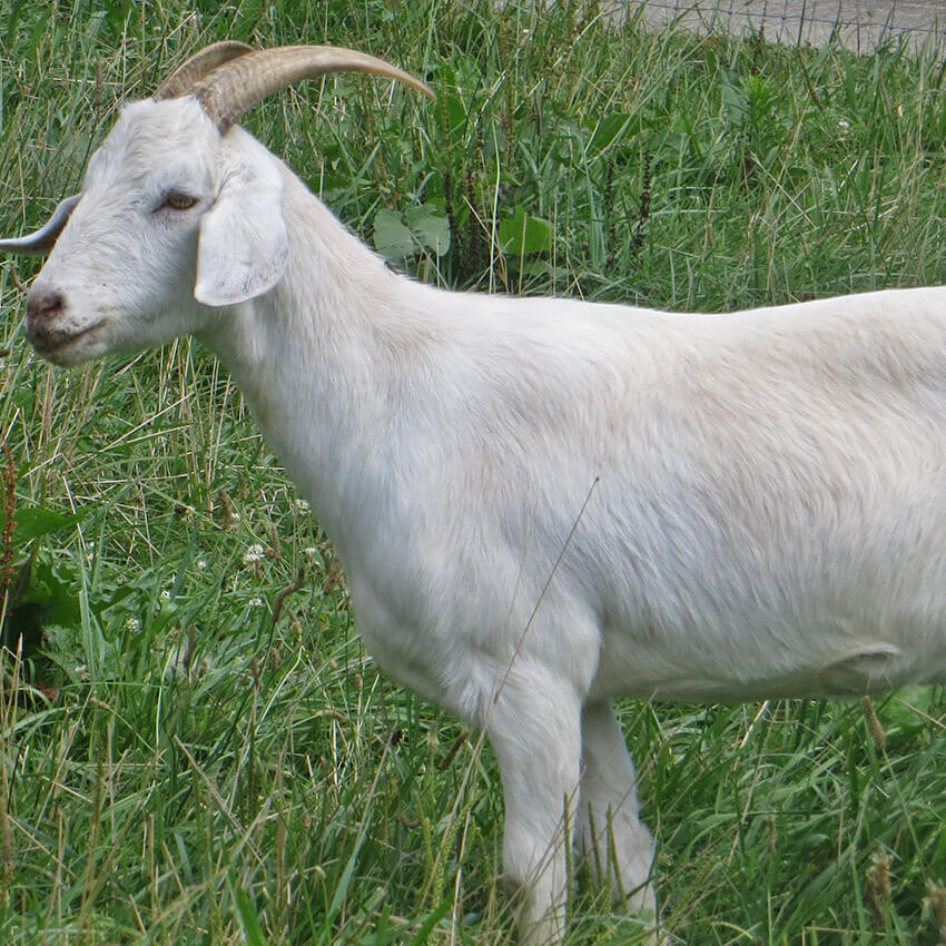 Our Purebred Pedigree Kiko Goats | Sassy Mountain Kikos