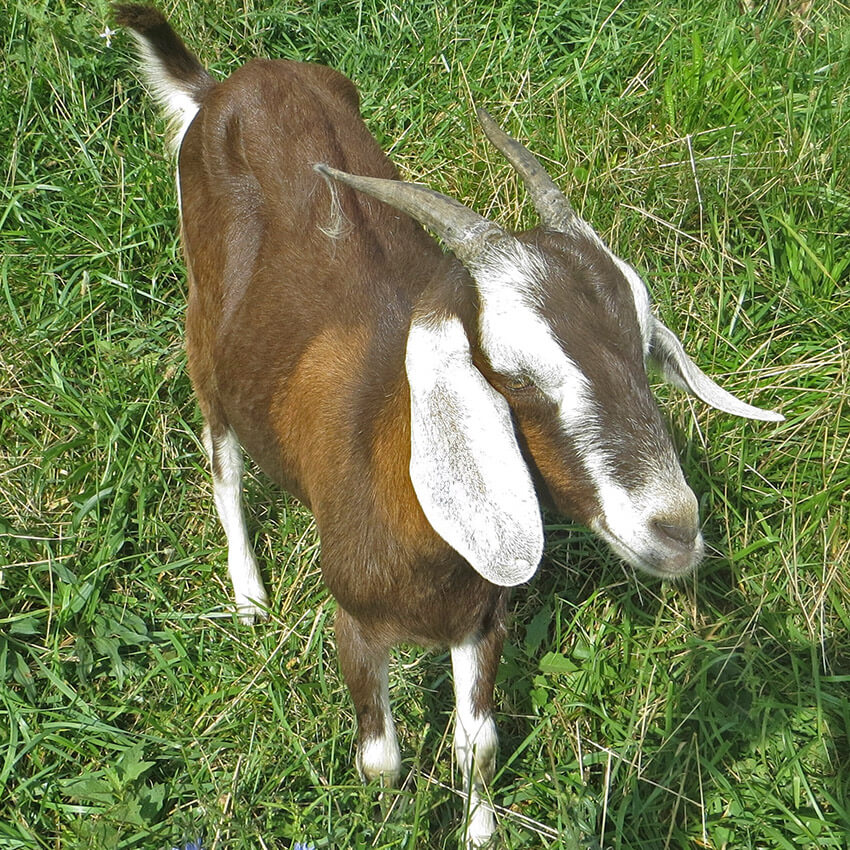 Our Purebred Pedigree Kiko Goats | Sassy Mountain Kikos